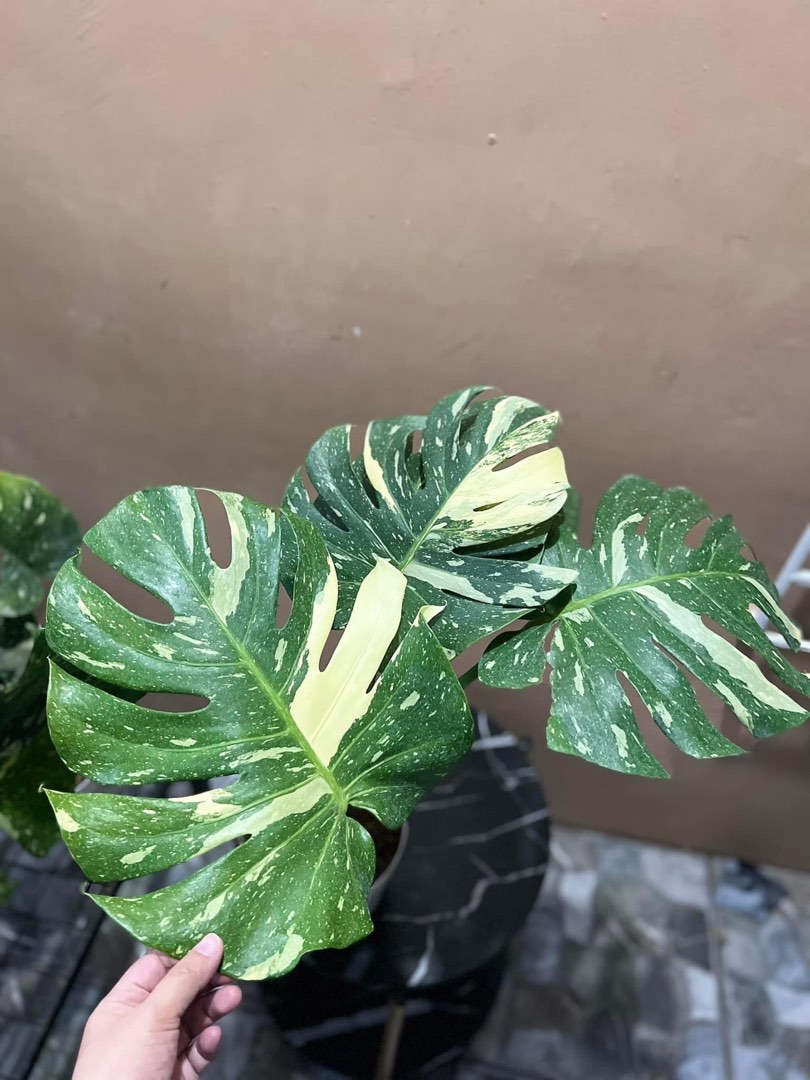 Monstera Thai Cons, Furniture & Home Living, Gardening, Plants & Seeds ...