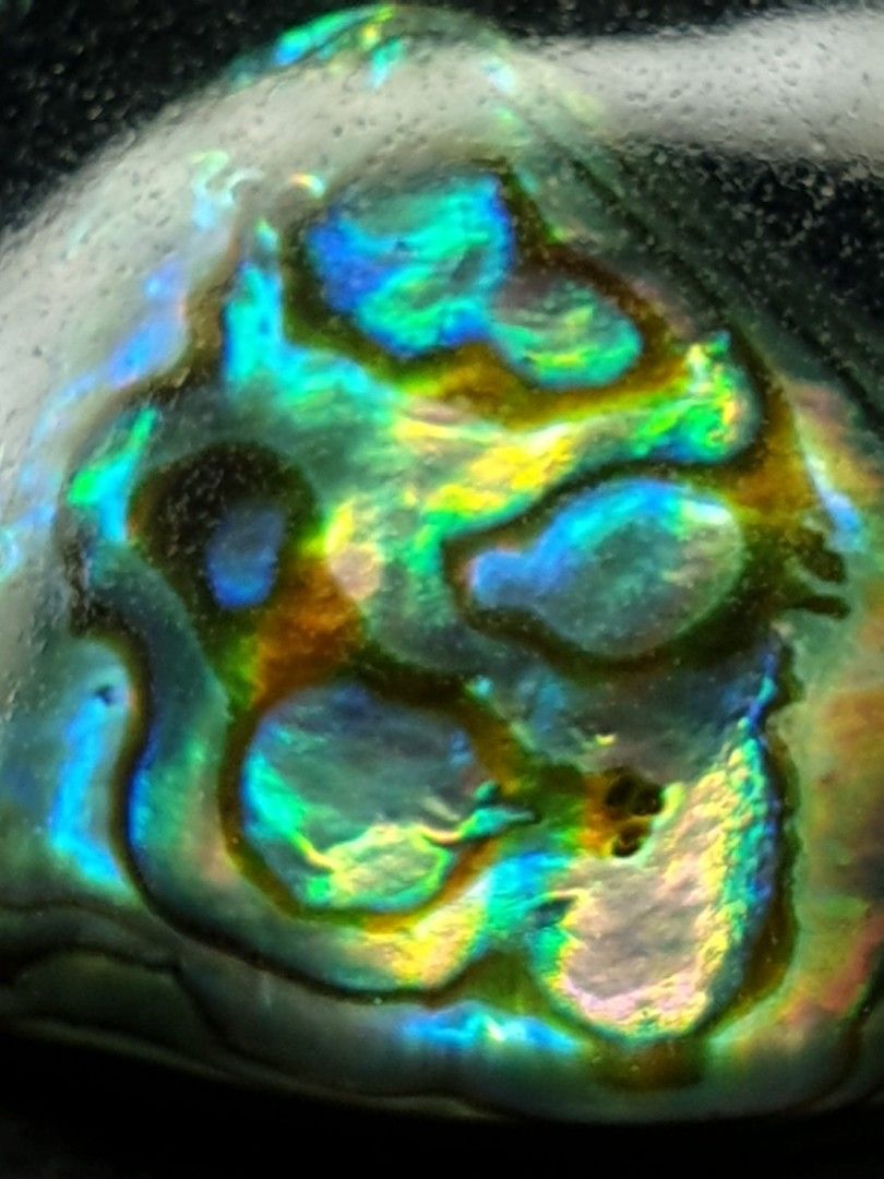 New Zealand Elizabeth II Kiwi 20 cents coin genuine Paua Shell trinket ...