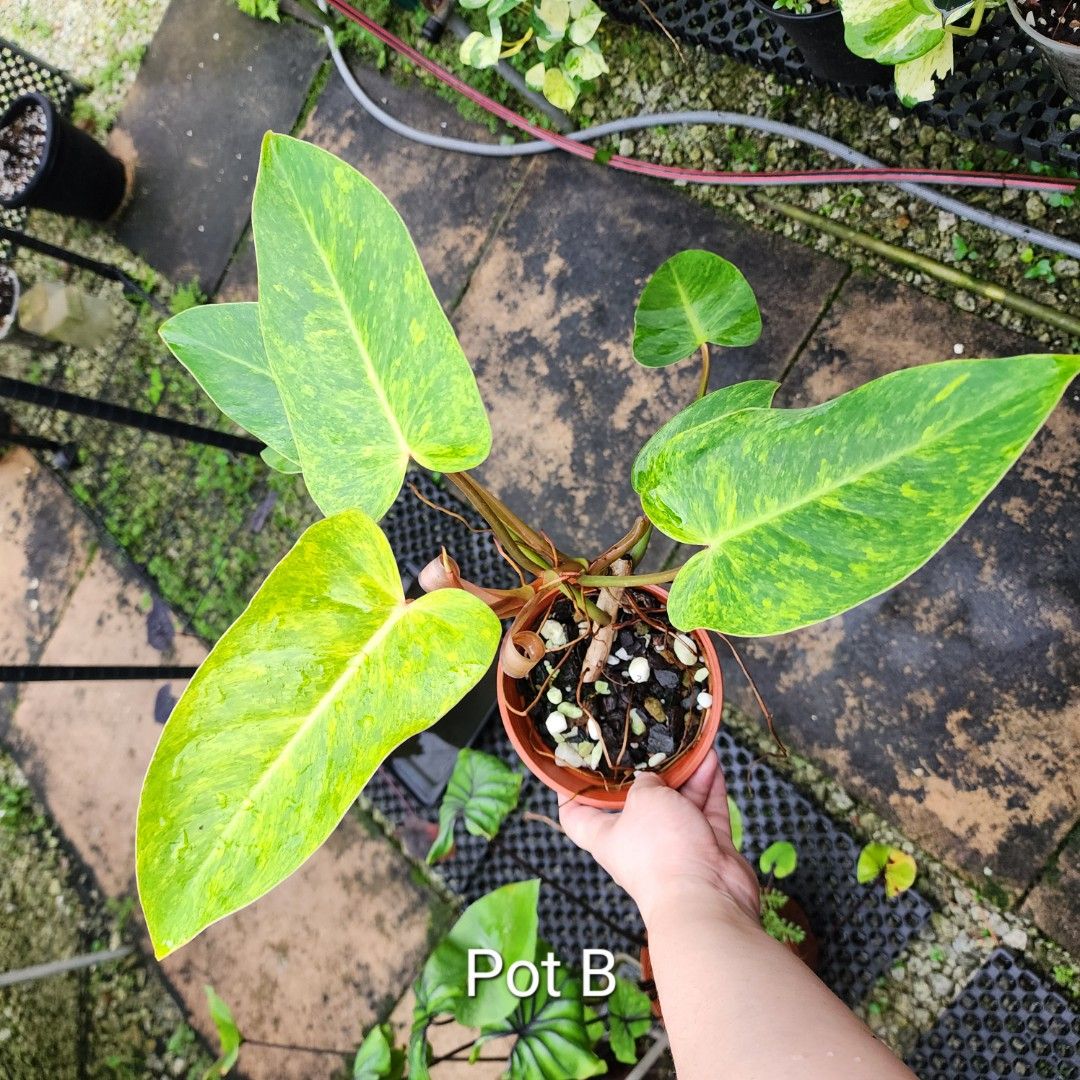 Philodendron Painted Lady, Furniture & Home Living, Gardening, Plants ...