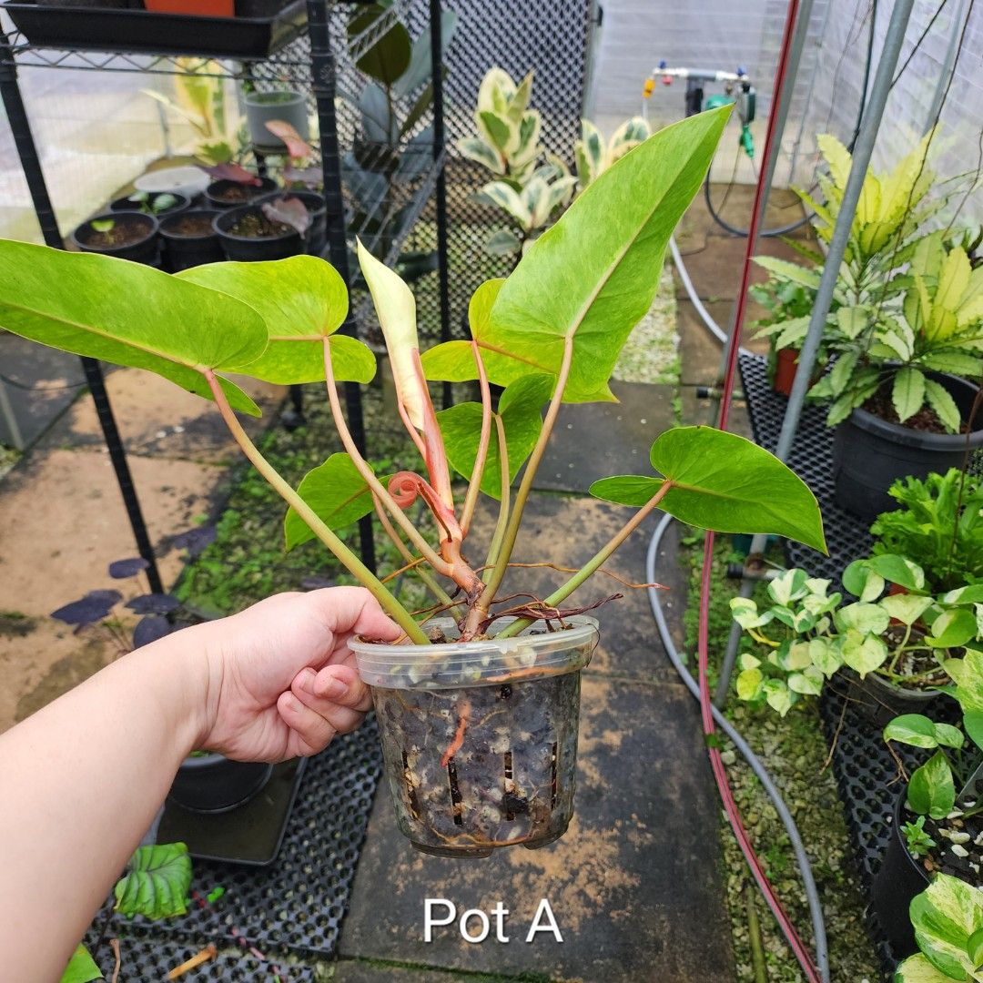 Philodendron Painted Lady, Furniture & Home Living, Gardening, Plants ...