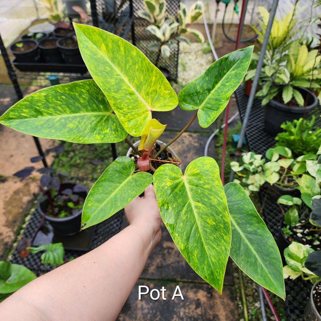 Philodendron Painted Lady, Furniture & Home Living, Gardening, Plants ...