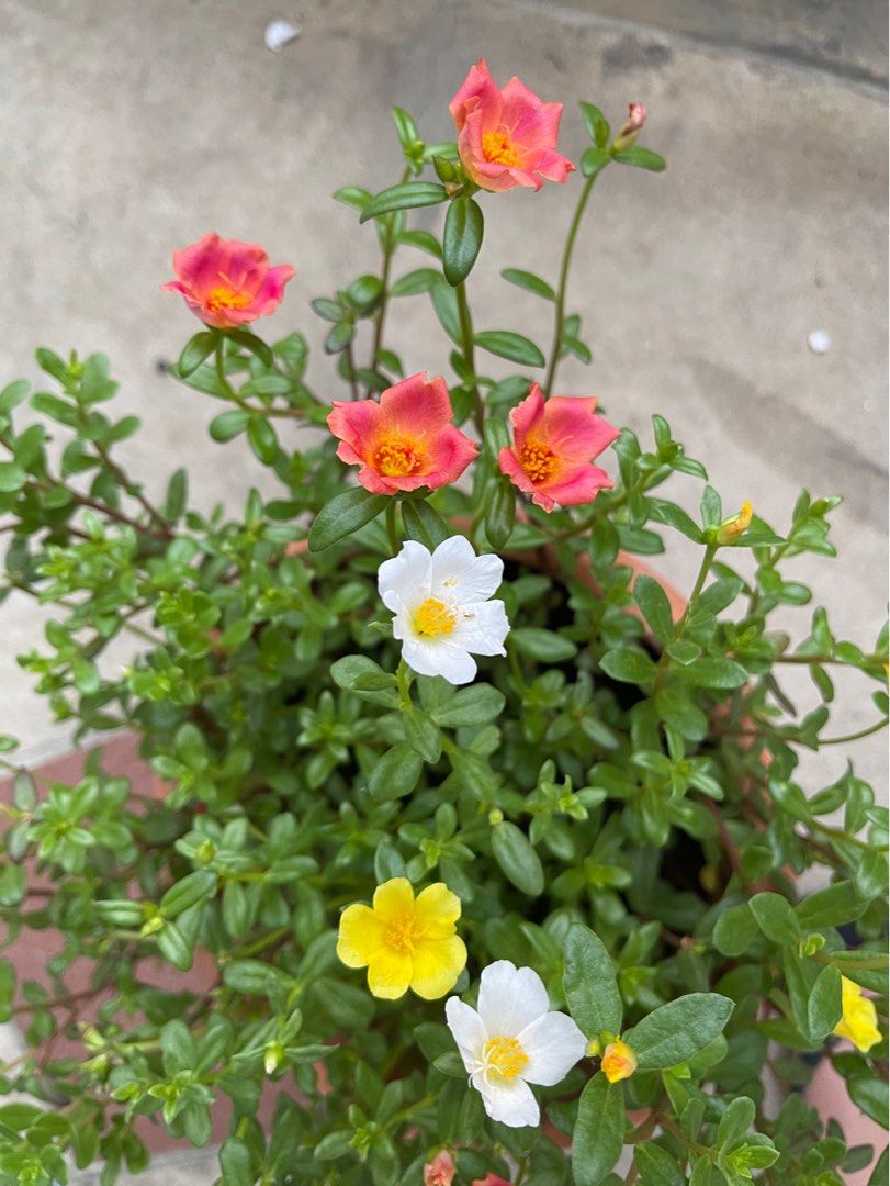 3 colours Portulaca plant flower Cutting, Furniture & Home Living ...