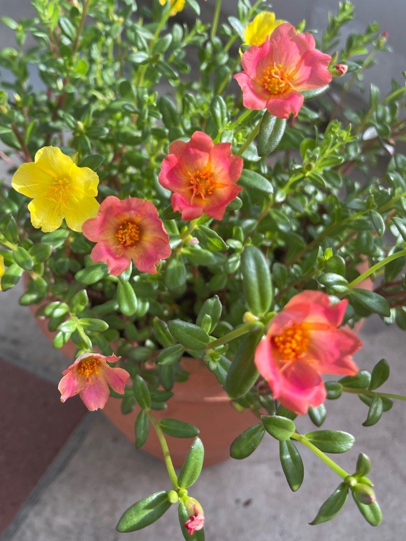 3 colours Portulaca plant flower Cutting, Furniture & Home Living ...