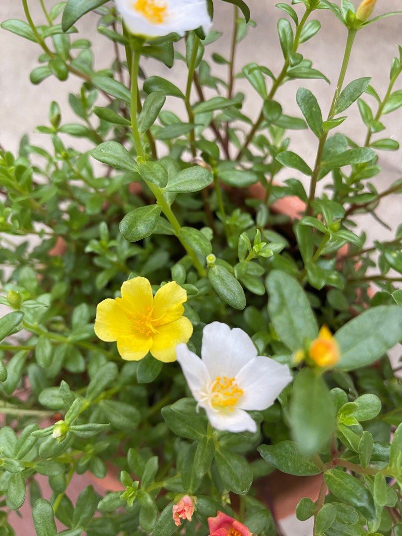 3 colours Portulaca plant flower Cutting, Furniture & Home Living ...