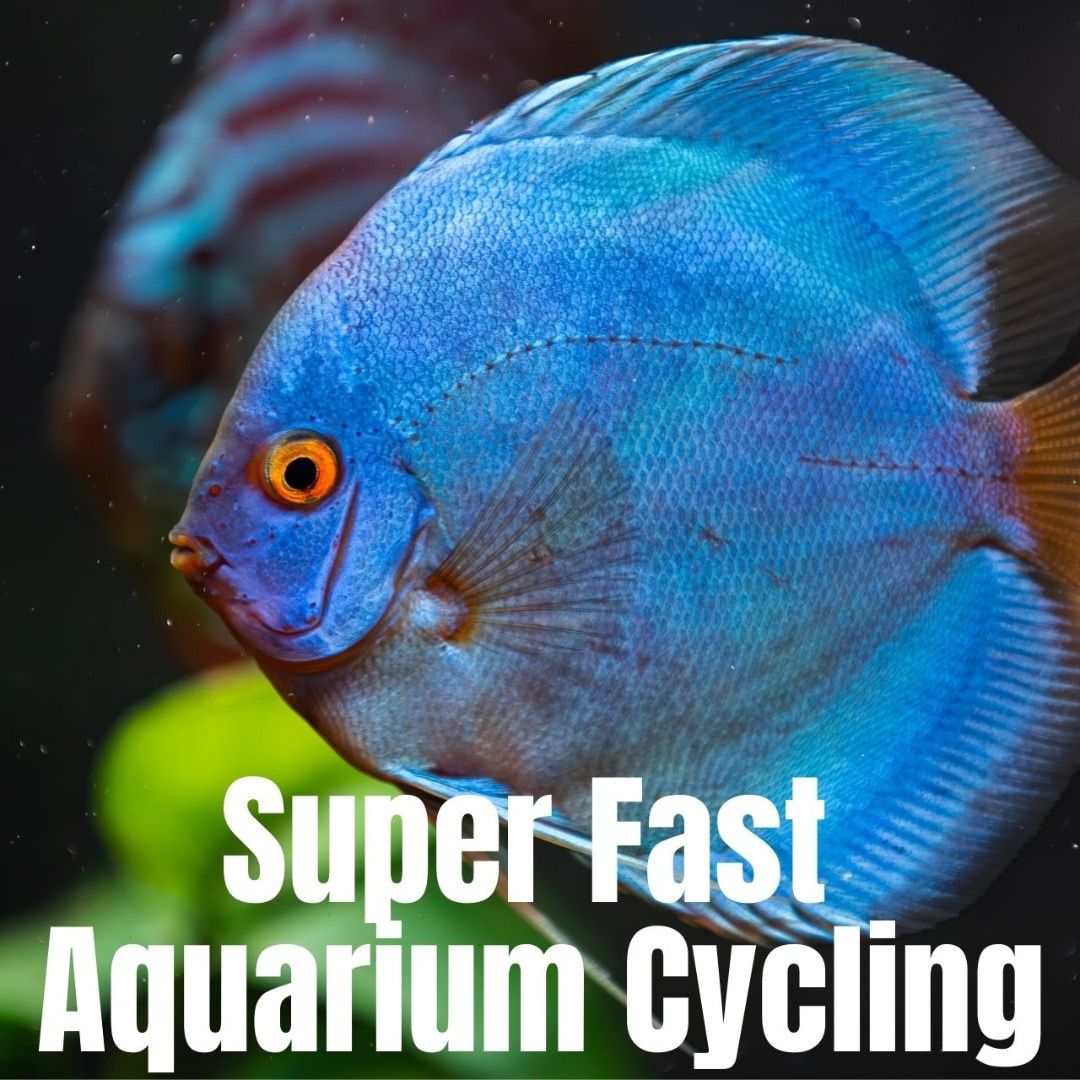 Ammonia For Fishtank Cycling - Super fat Aquarium Cycyling & cruelty ...