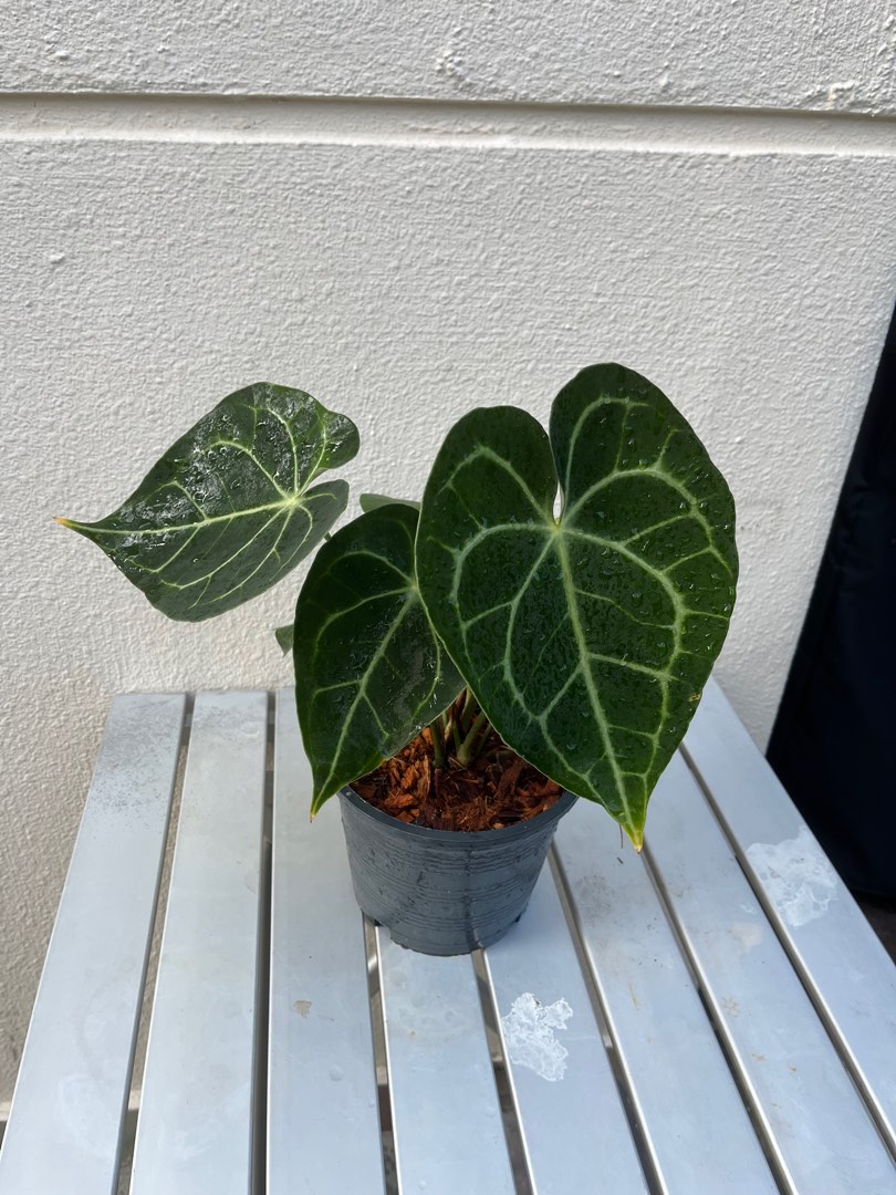 Anthurium Clarinervium, Furniture & Home Living, Gardening, Plants ...