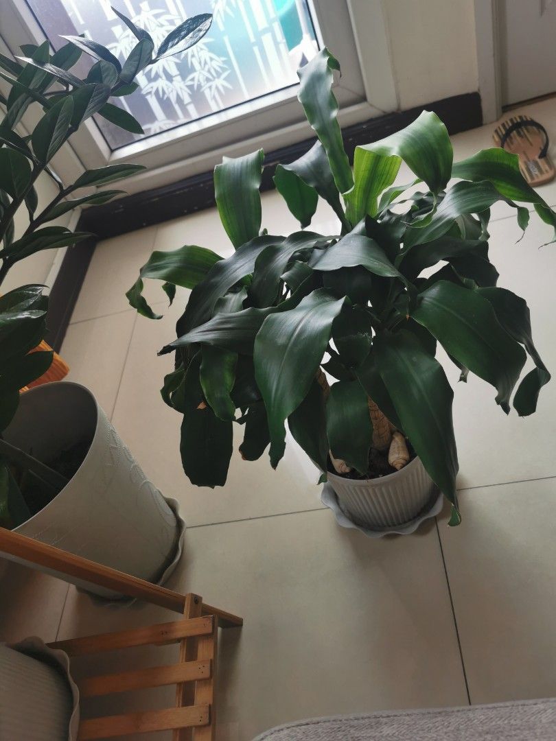 FORTUNE PLANT, Furniture & Home Living, Gardening, Plants & Seeds on ...
