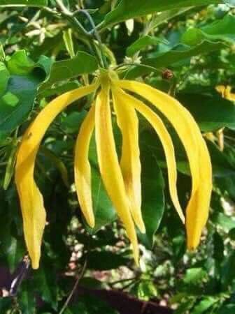 Green desmos Desmos chinensis, Furniture & Home Living, Gardening ...