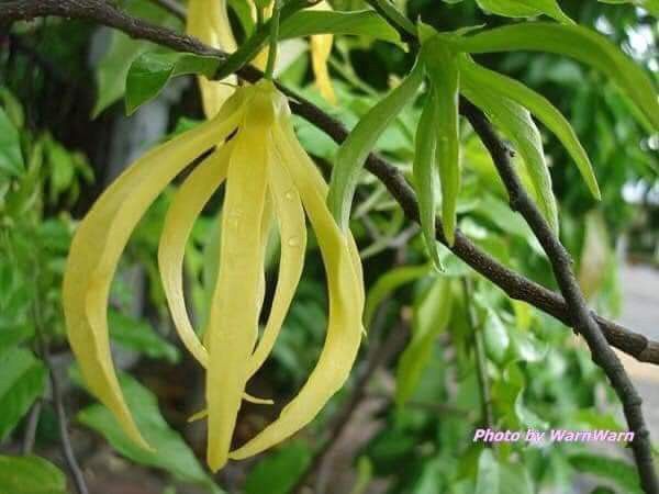 Green desmos Desmos chinensis, Furniture & Home Living, Gardening ...