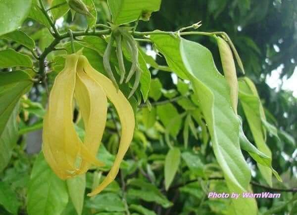 Green desmos Desmos chinensis, Furniture & Home Living, Gardening ...