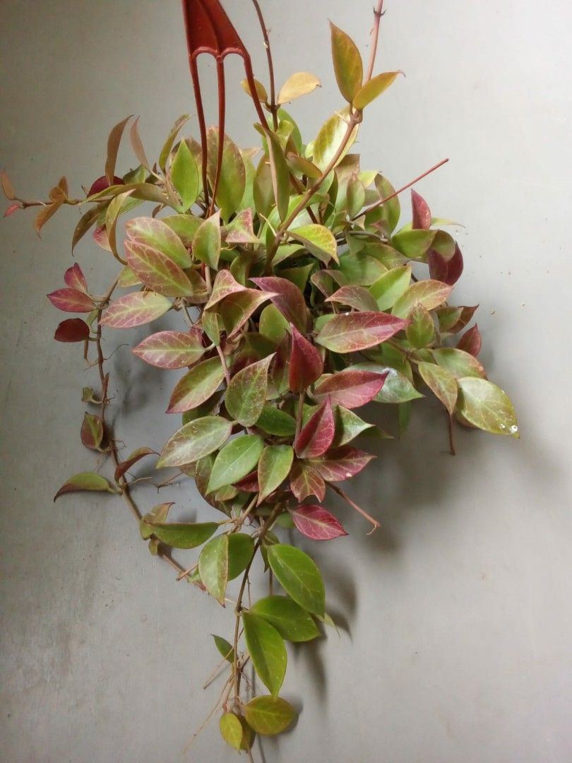 Hoya Carnosa Red Variegated Bushy Healthy Happy Plant, Furniture & Home ...