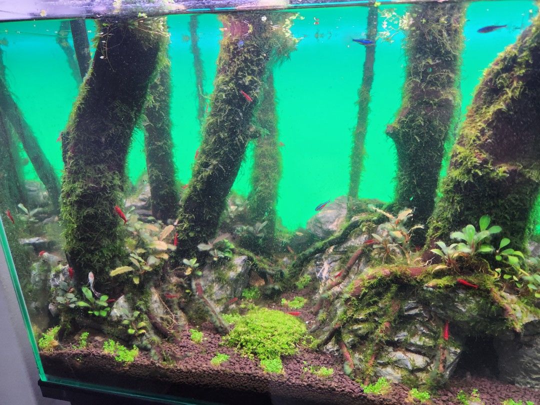 Jungle Aquascape, Pet Supplies, Homes & Other Pet Accessories on Carousell