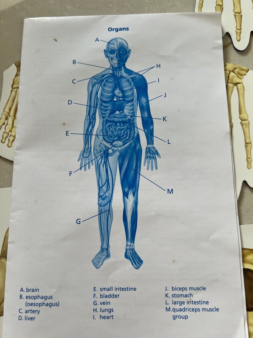 Learning Resources Double-Sided Magnetic Human Body Learning Resources ...