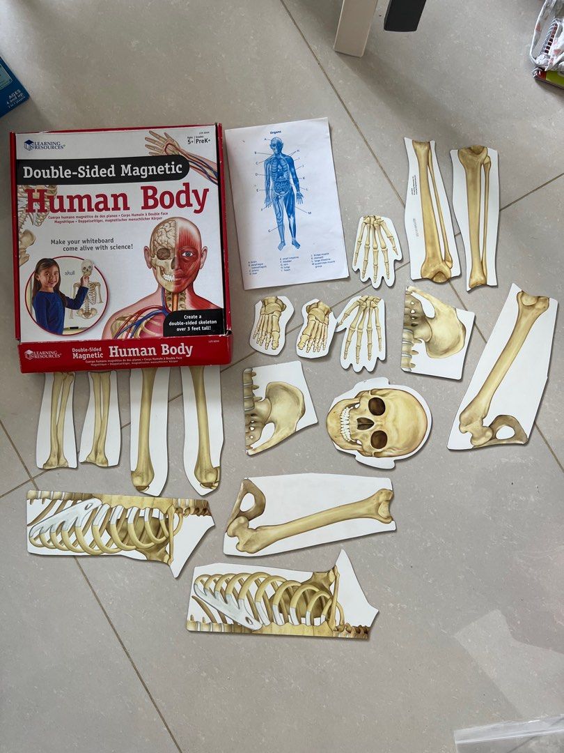 Learning Resources Double-Sided Magnetic Human Body Learning Resources ...