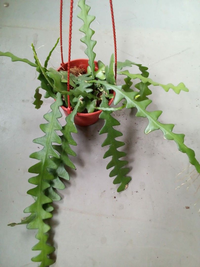 Mother plant Epiphyllum White Night Queen Fishbone flowers bushy ...