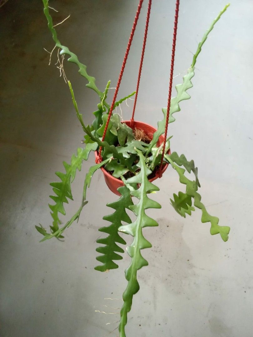 Mother plant Epiphyllum White Night Queen Fishbone flowers bushy ...