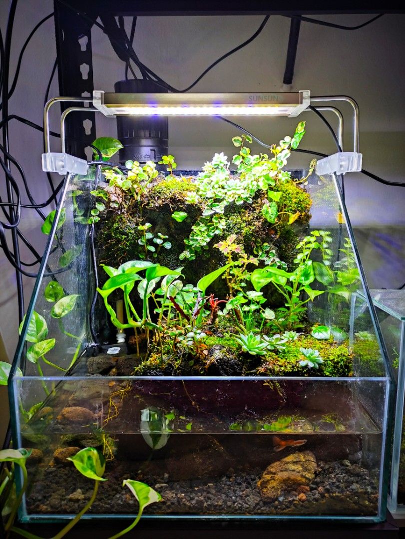 Paludarium , terrarium, aqua-terrarium, aquarium, Pet Supplies, Homes ...