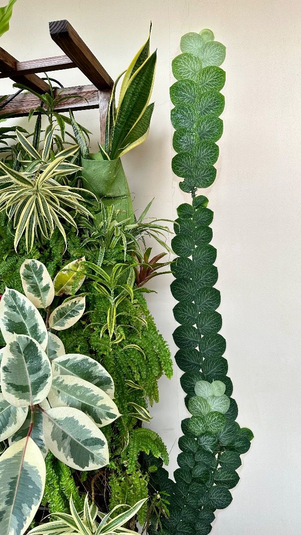 Rhaphidophora Cryptantha (Shingle plant), Furniture & Home Living ...