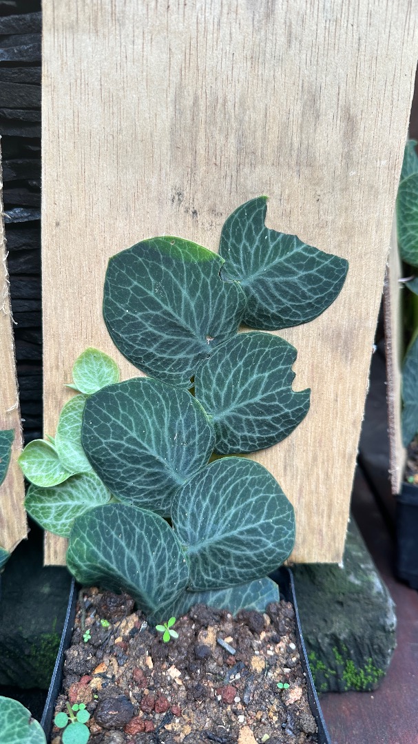 Rhaphidophora Cryptantha (Shingle plant), Furniture & Home Living ...