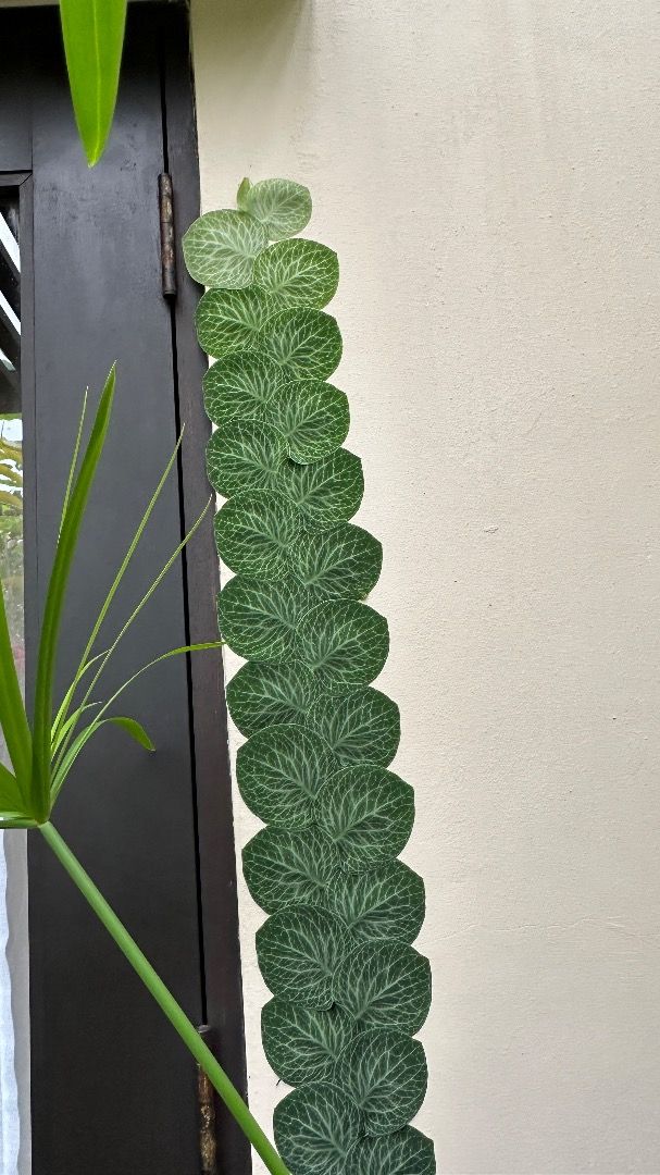 Rhaphidophora Cryptantha (Shingle plant), Furniture & Home Living, Gardening, Plants & Seeds on ...