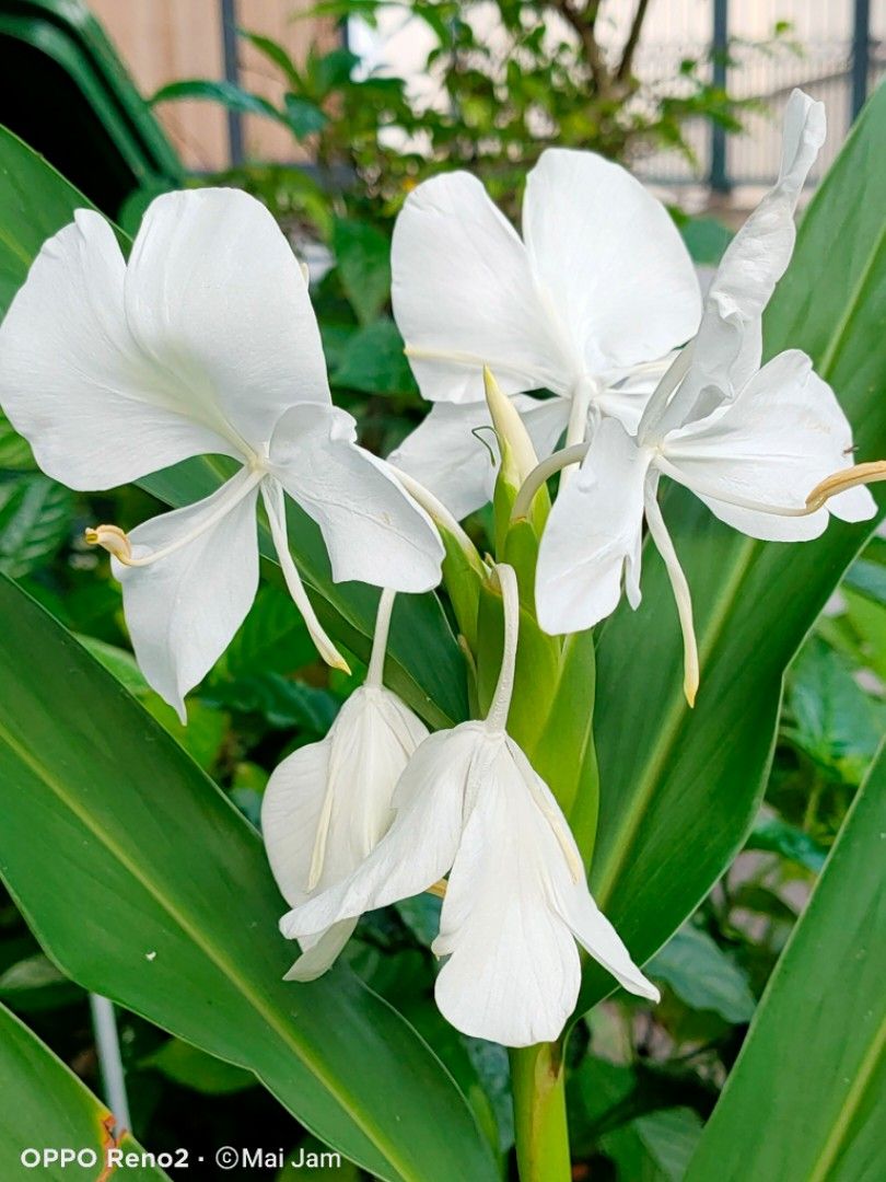White Ginger Lily, Furniture & Home Living, Gardening, Plants & Seeds ...