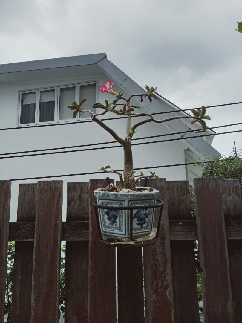 Adenium, Furniture & Home Living, Gardening, Plants & Seeds on Carousell