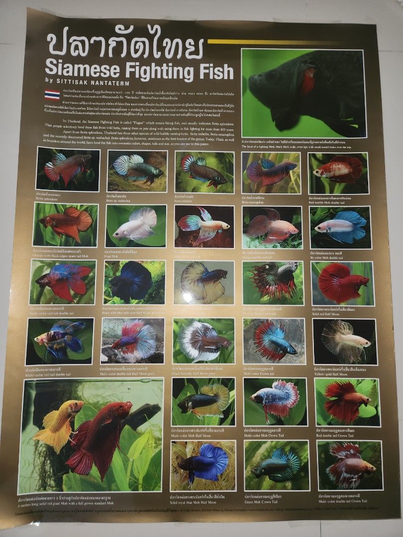 Betta Fish Poster, Pet Supplies, Homes & Other Pet Accessories on Carousell