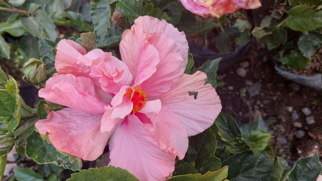Different color of gumamela, Furniture & Home Living, Gardening, Plants ...