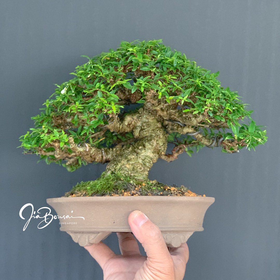 Flowering small leaf Shui Mei Bonsai, Furniture & Home Living ...