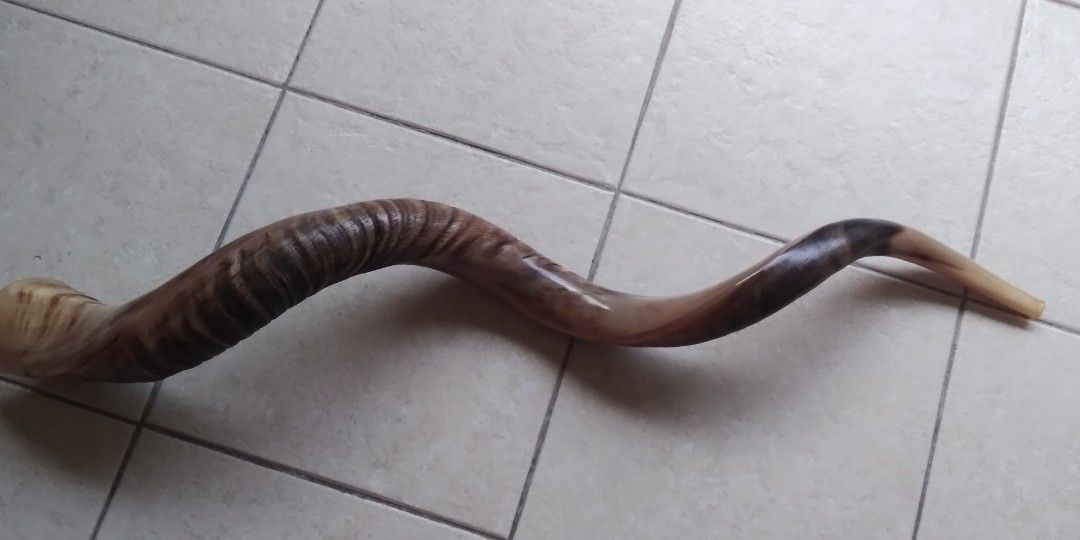 KUDU HORN SHOFAR ( Genuine), Hobbies & Toys, Music & Media, Musical ...