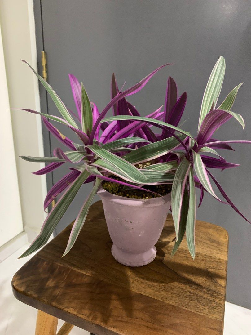 Moses-in-a-Cradle (Tradescantia S.) in Decorative pot, Furniture & Home ...