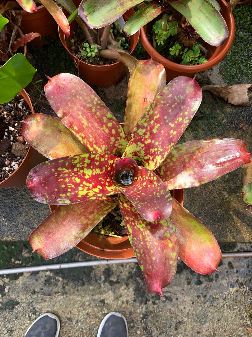 Neoregelia Incax fireball large, Furniture & Home Living, Gardening ...