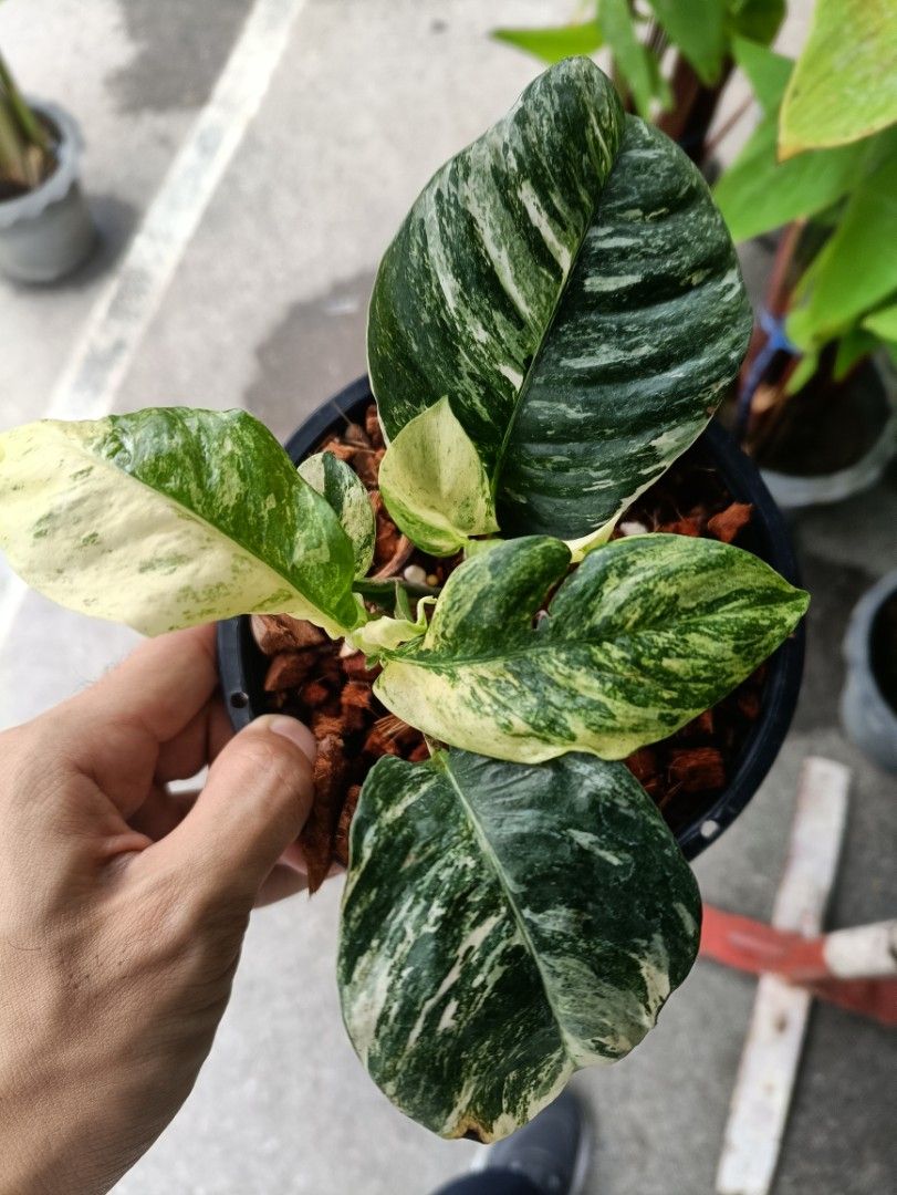 Rhaphidophora puberula variegated, Furniture & Home Living, Gardening ...