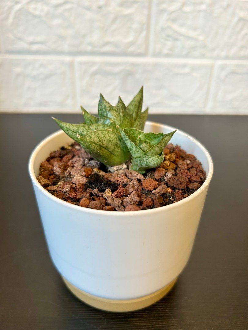 Sansevieria Boncel dwarf / mini / baby, Furniture & Home Living ...