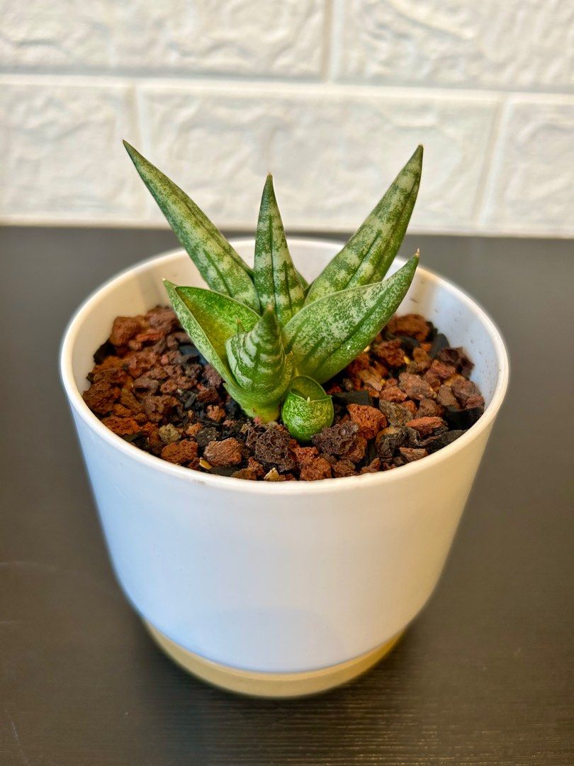 Sansevieria Boncel dwarf / mini / baby, Furniture & Home Living ...