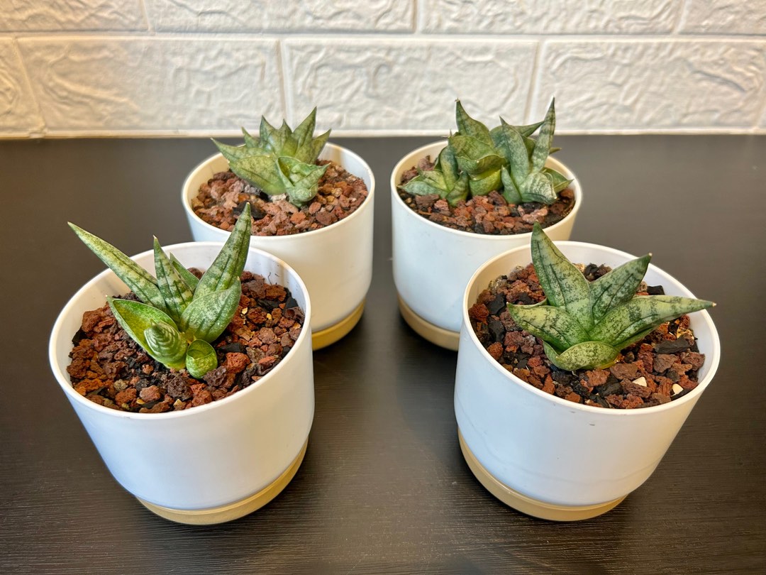 Sansevieria Boncel dwarf / mini / baby, Furniture & Home Living ...