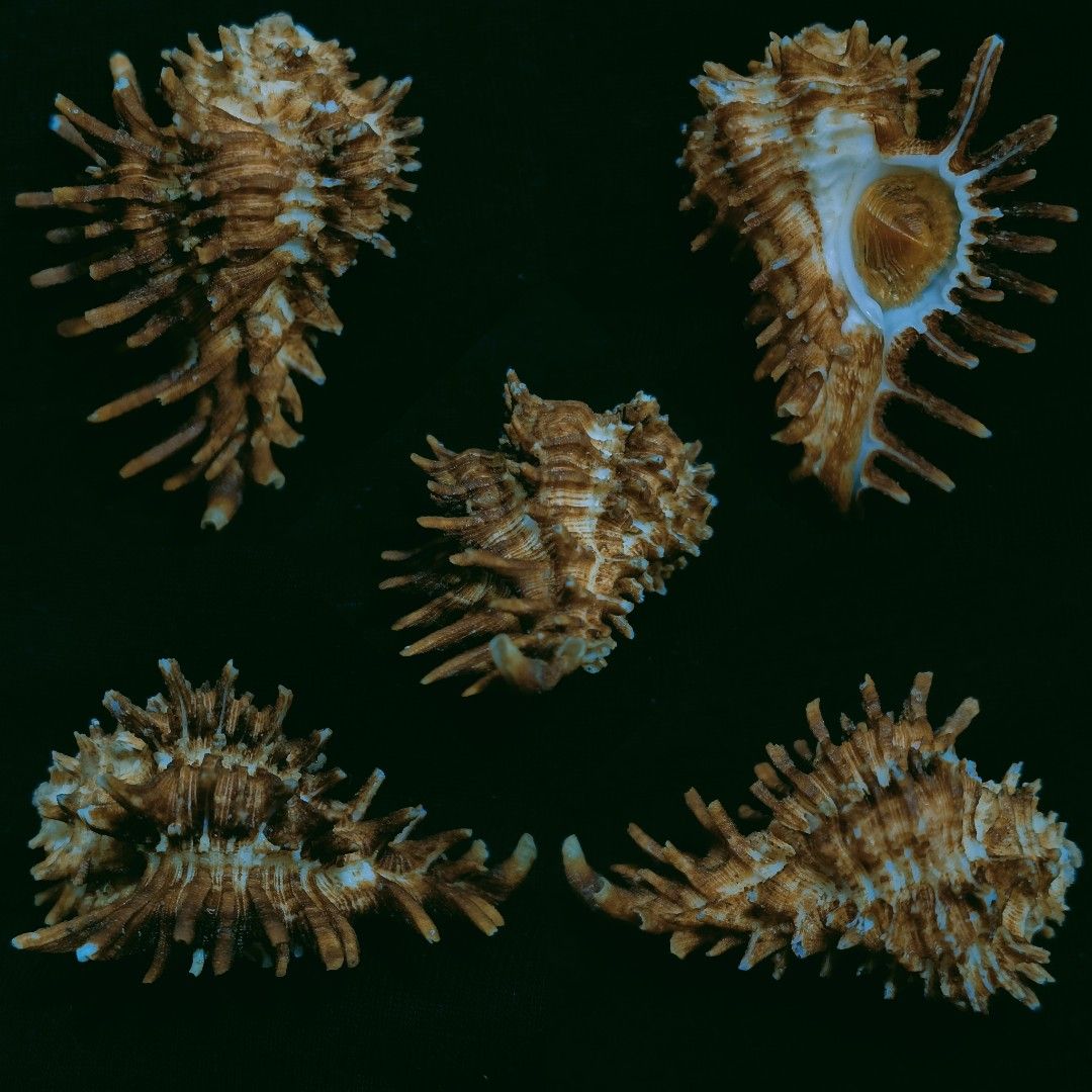 Seashell Oxyacantha Murex, Hobbies & Toys, Memorabilia & Collectibles ...