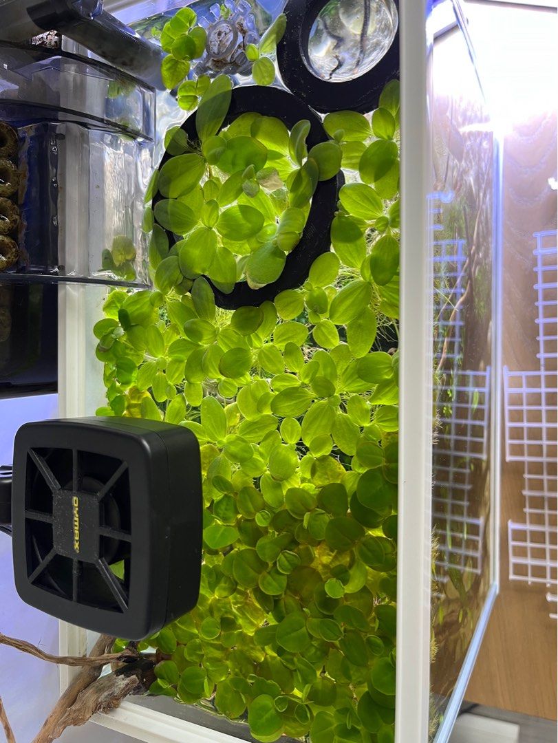 Selling floating plant: dwarf water lettuce & green floaters, Furniture ...