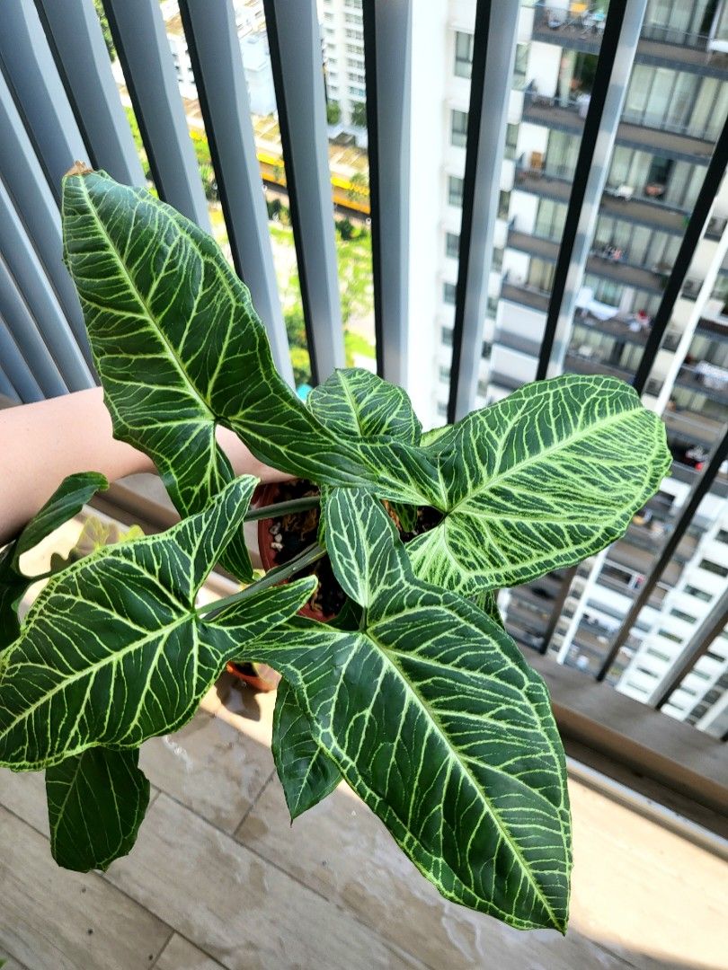 Syngonium batik, Furniture & Home Living, Gardening, Plants & Seeds on ...