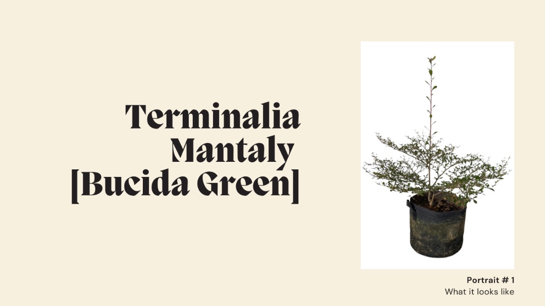Terminalia Mantaly (Bucida Green) Tree, Furniture & Home Living ...