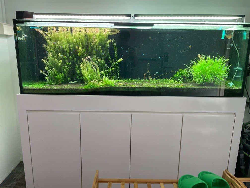 6ft fish tank, Pet Supplies, Homes & Other Pet Accessories on Carousell