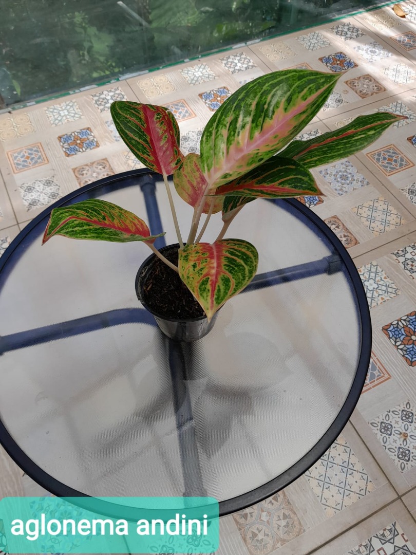 Aglonema Andini, Perkebunan di Carousell