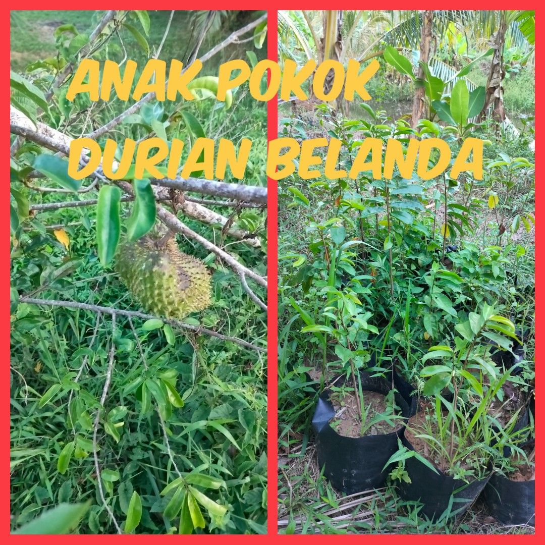 Anak pokok durian belanda, Furniture & Home Living, Gardening, Plants ...