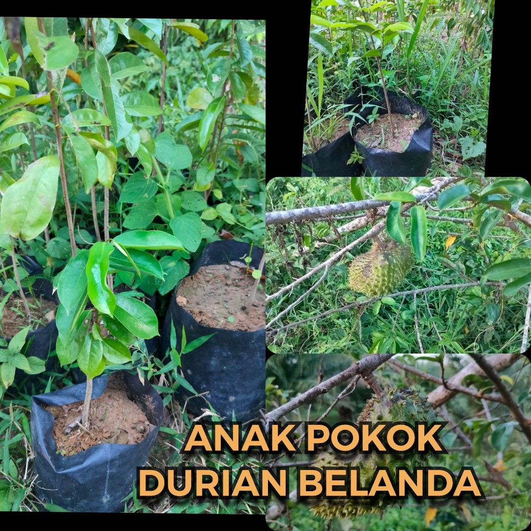 Anak pokok durian belanda, Furniture & Home Living, Gardening, Plants ...