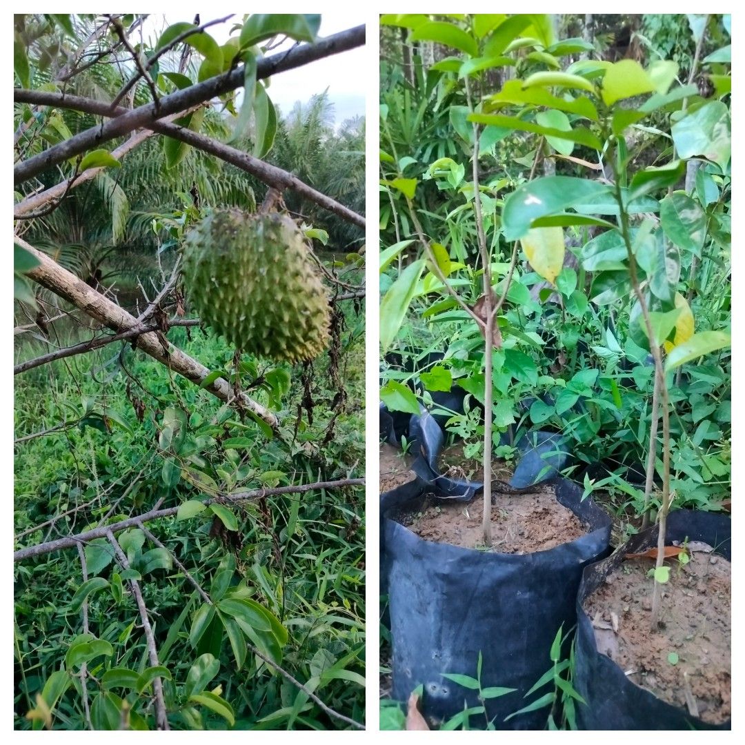 Anak pokok durian belanda, Furniture & Home Living, Gardening, Plants ...