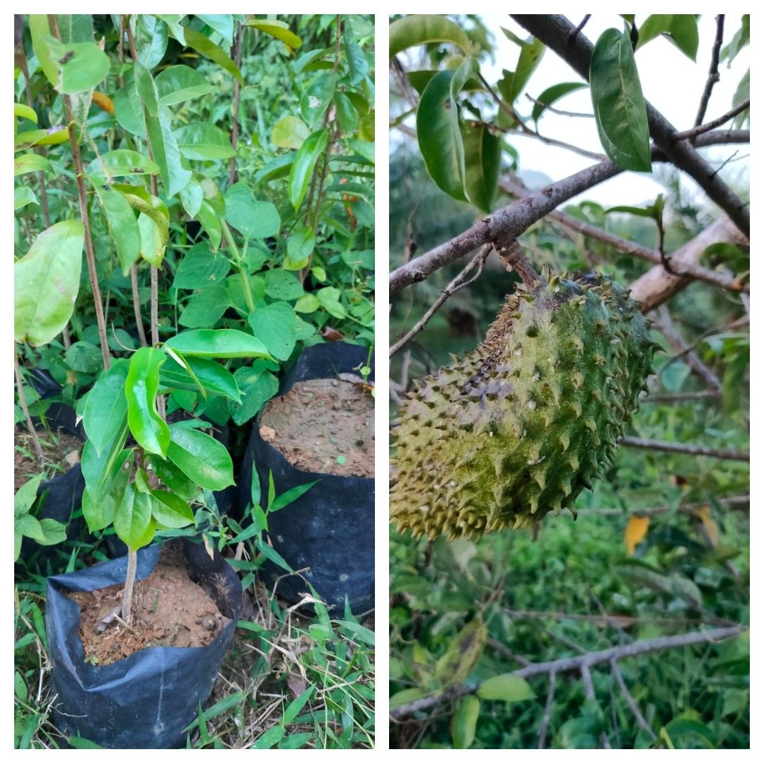 Anak pokok durian belanda, Furniture & Home Living, Gardening, Plants ...