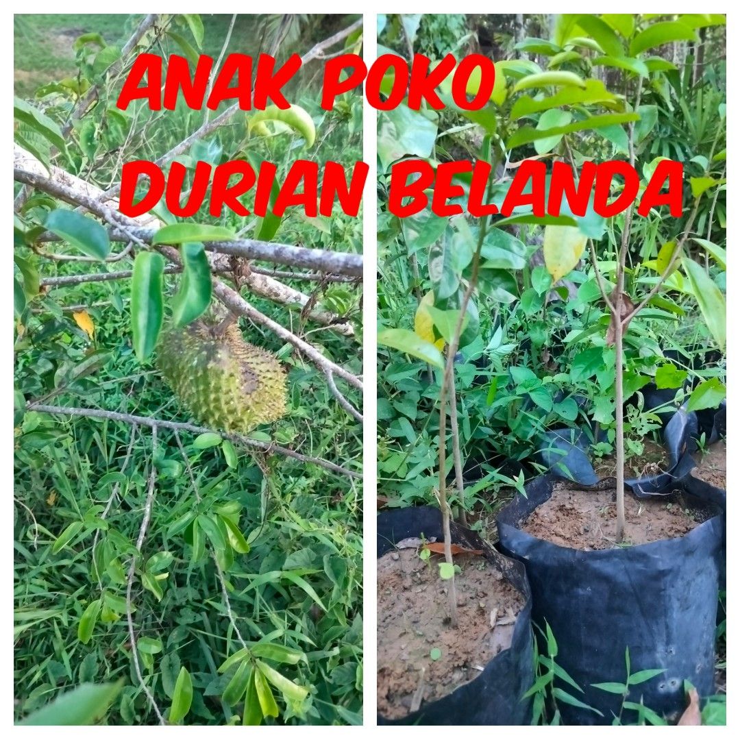Anak pokok durian belanda, Furniture & Home Living, Gardening, Plants ...