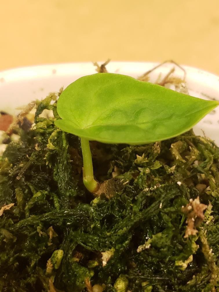 Anthurium Panamama 2.0 (by Jay Vannini), Furniture & Home Living ...