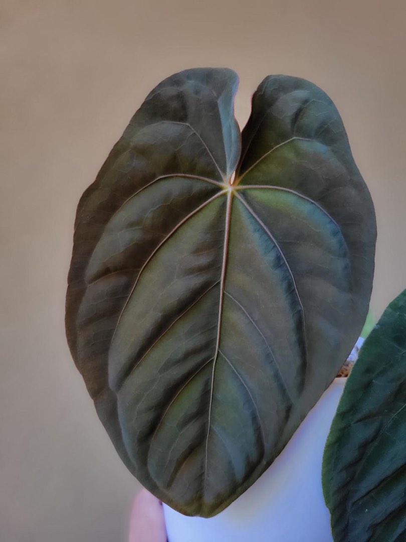Anthurium Panamama 2.0 (by Jay Vannini), Furniture & Home Living ...