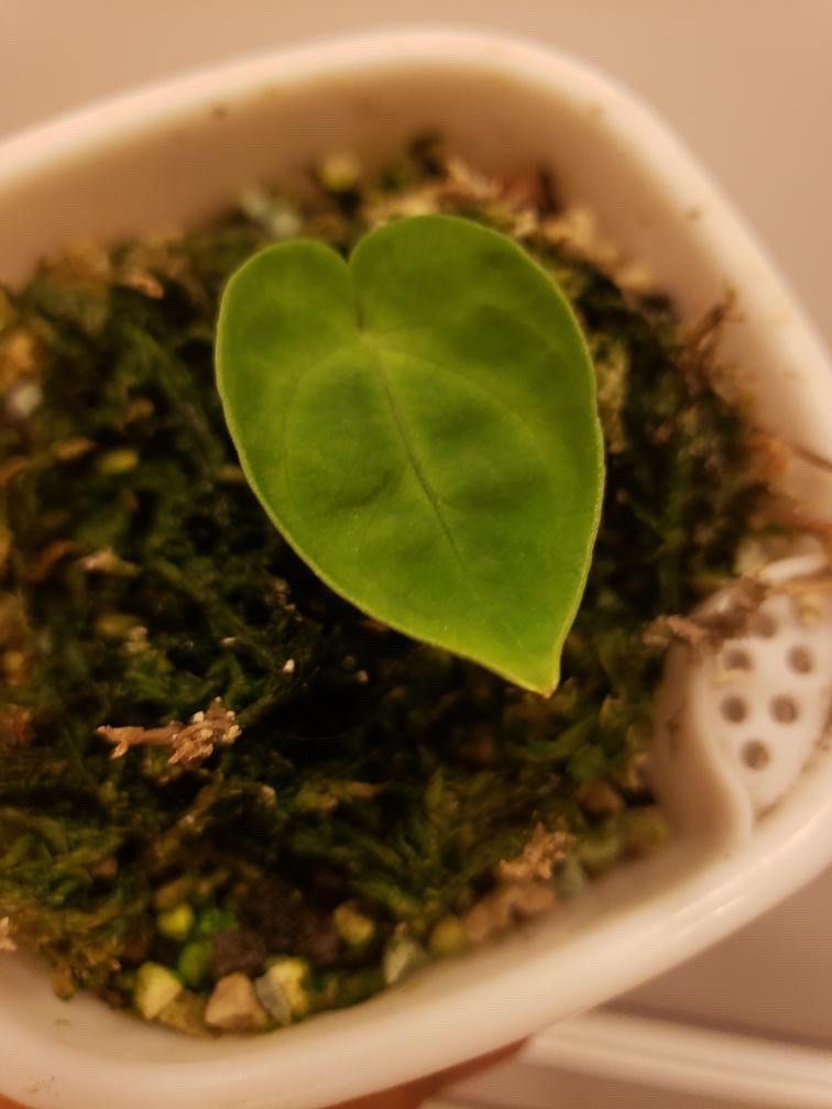 Anthurium Panamama 2.0 (by Jay Vannini), Furniture & Home Living ...